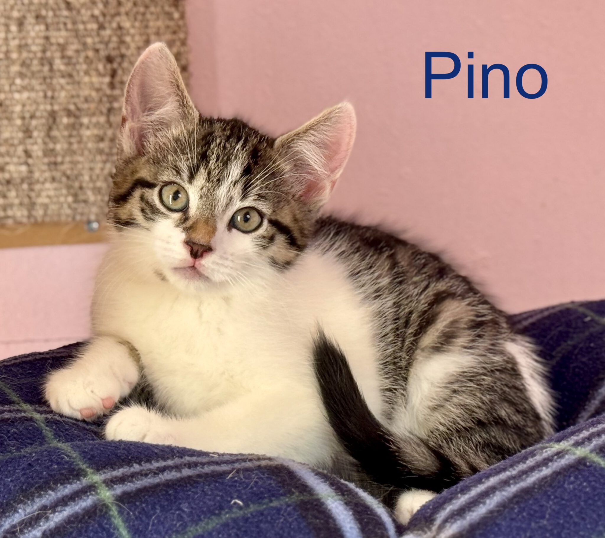 Phillis & Pino – Tierheim Melle